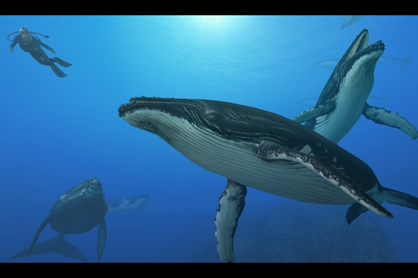 Nuevo trailer de Endless Ocean 2