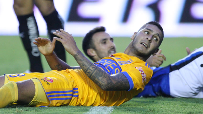 Gallo de pelea sobrevive en el Volcán