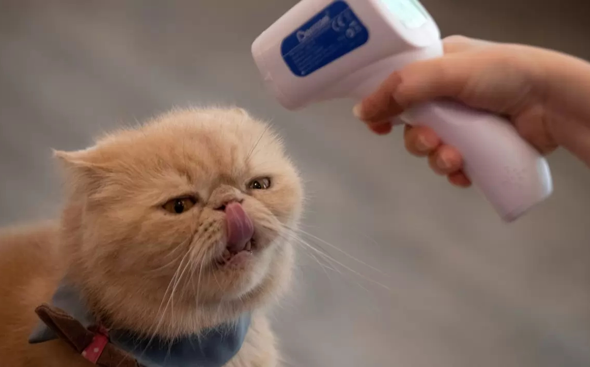 C. del Sur detecta gato con covid tras iniciar pruebas a mascotas
