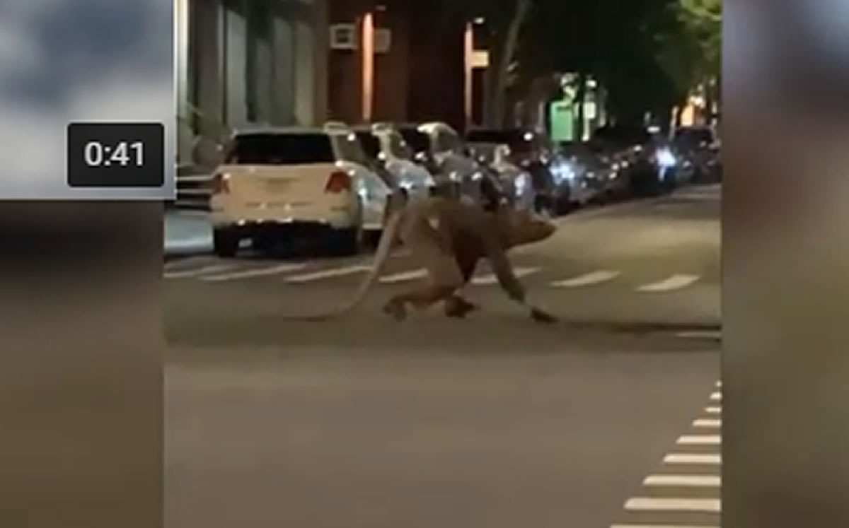 Rata humana gigante sorprende en Nueva York: VIDEO
