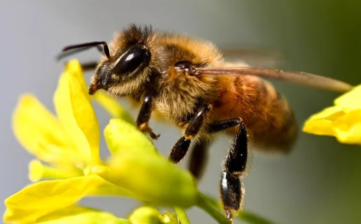 Las abejas y su importante polinización en el mundo