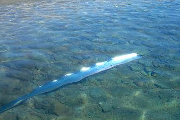 Pez Remo. reportan aparición del pez que predice sismos en La Paz