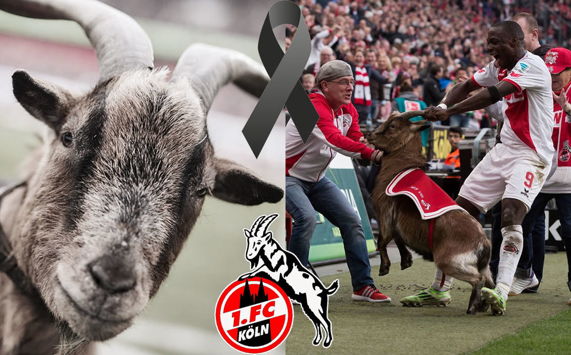 Murió Hennes VIII, la mascota oficial del FC Koln alemán tras 14 años