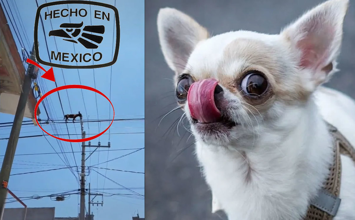 Perro en México camina sobre cables de luz; VIDEO VIRAL TikTok
