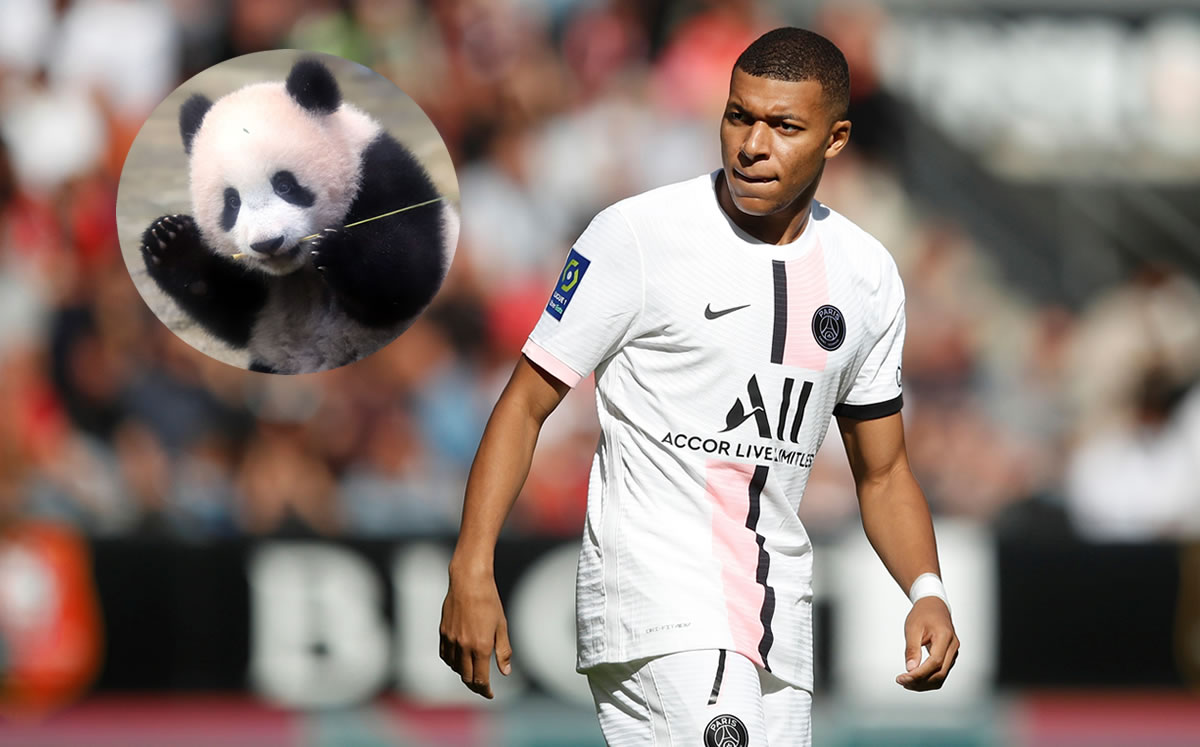 Kylian Mbappé apadrinará a una bebé panda nacida en Francia