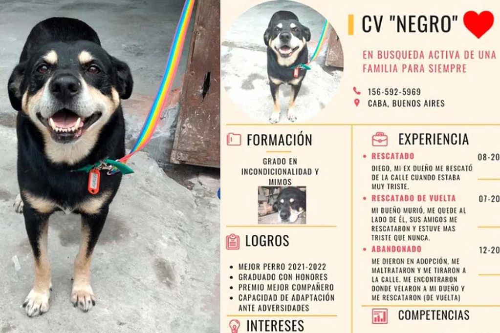 ´Negro Rocco´, el perro con CV ya tiene nueva familia