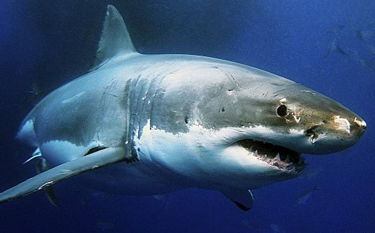 Tiburón ataca y mata a turista italiano en isla de Colombia