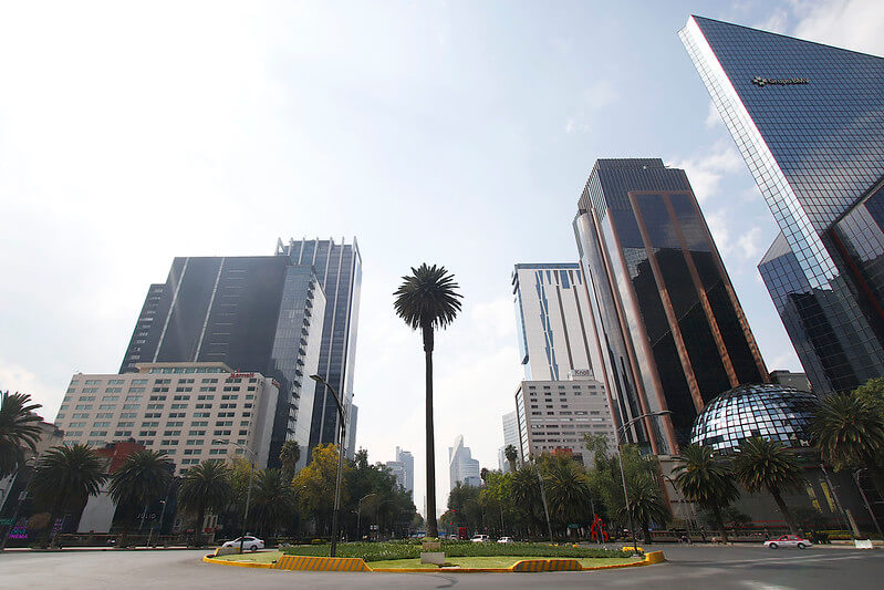 CDMX: Ahuehuete reemplazará a la palma en Paseo de la Reforma