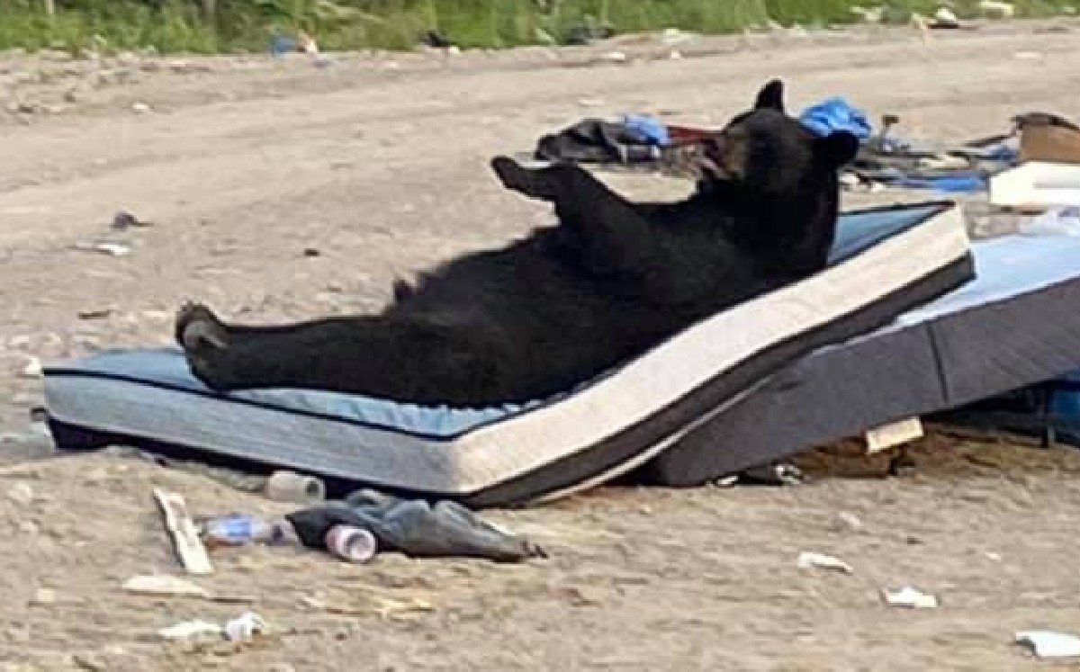 Oso descansaba en un colchón en la vida real, no era comercial