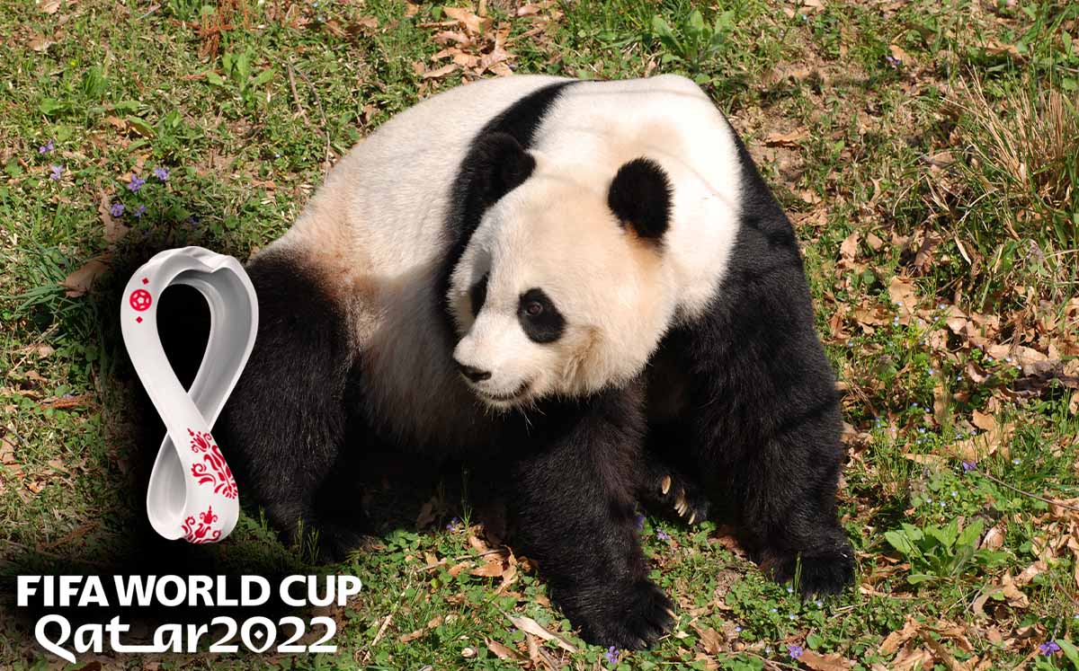 Qatar recibe dos pandas gigantes como regalo de China por el Mundial ...