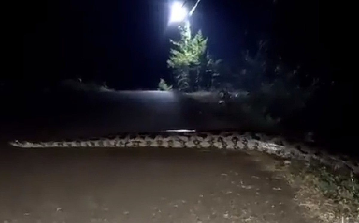 ¡Increíble! Captan enorme víbora en plena carretera de la Huasteca