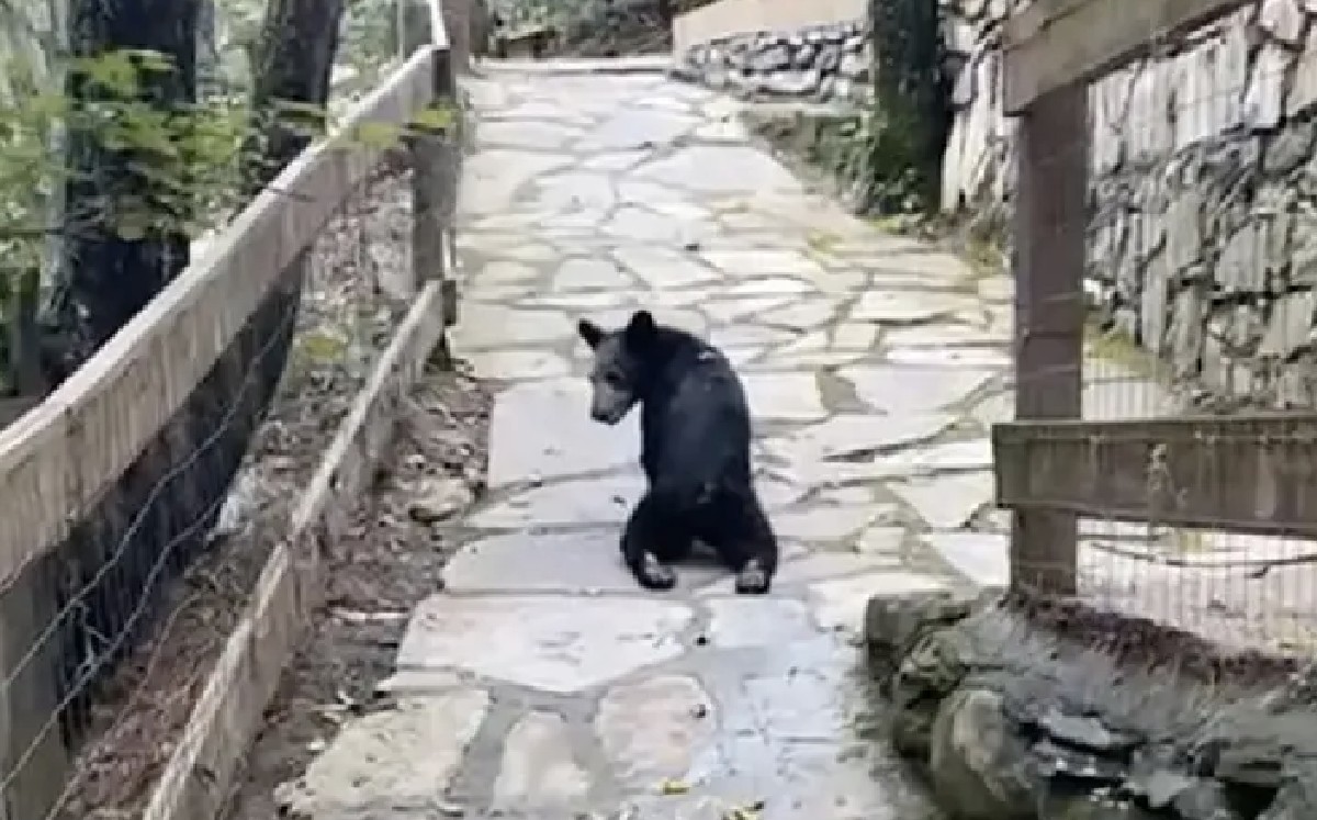 Balean en Monterrey a oso en peligro de extinción; hay denuncia penal