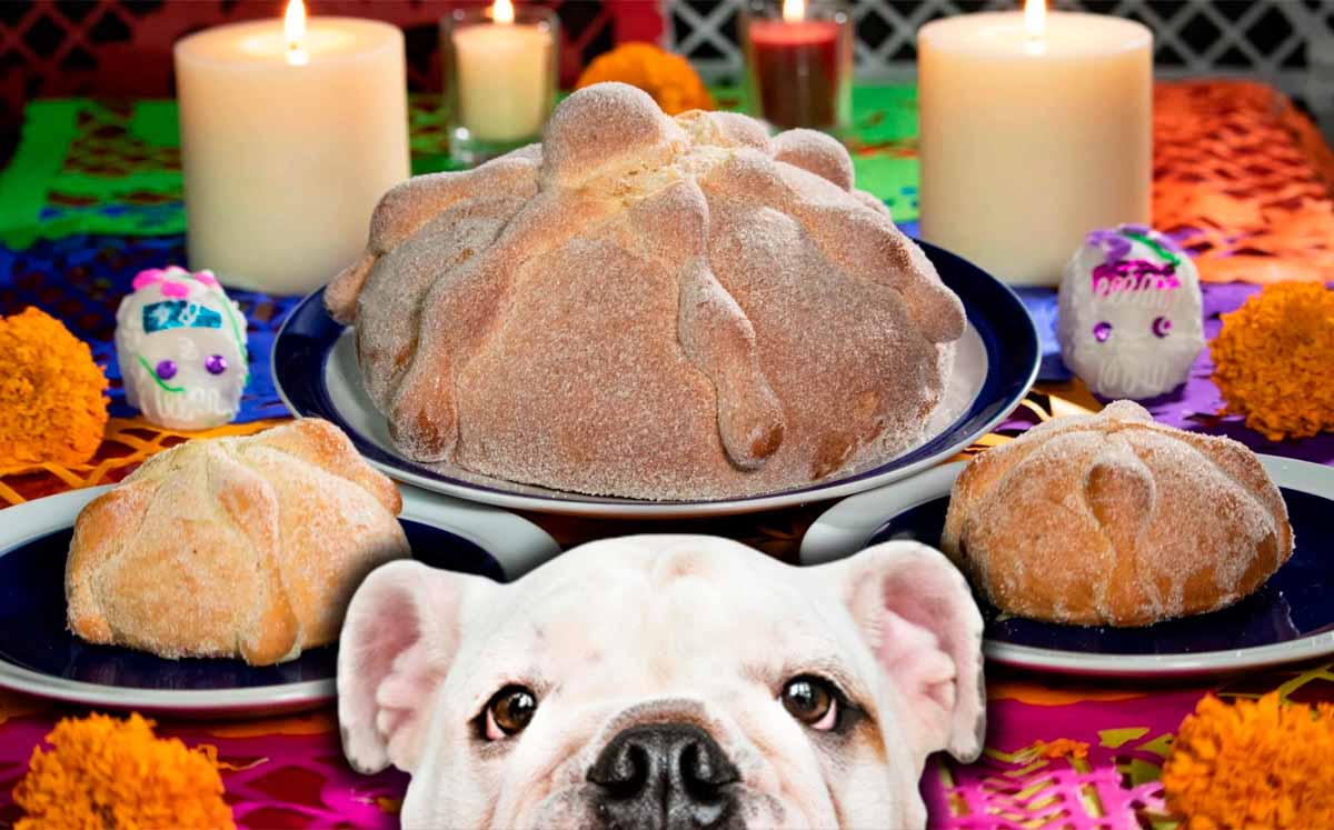 Perrito se come ofrenda de Día de Muertos y su dueña lo descubre ...