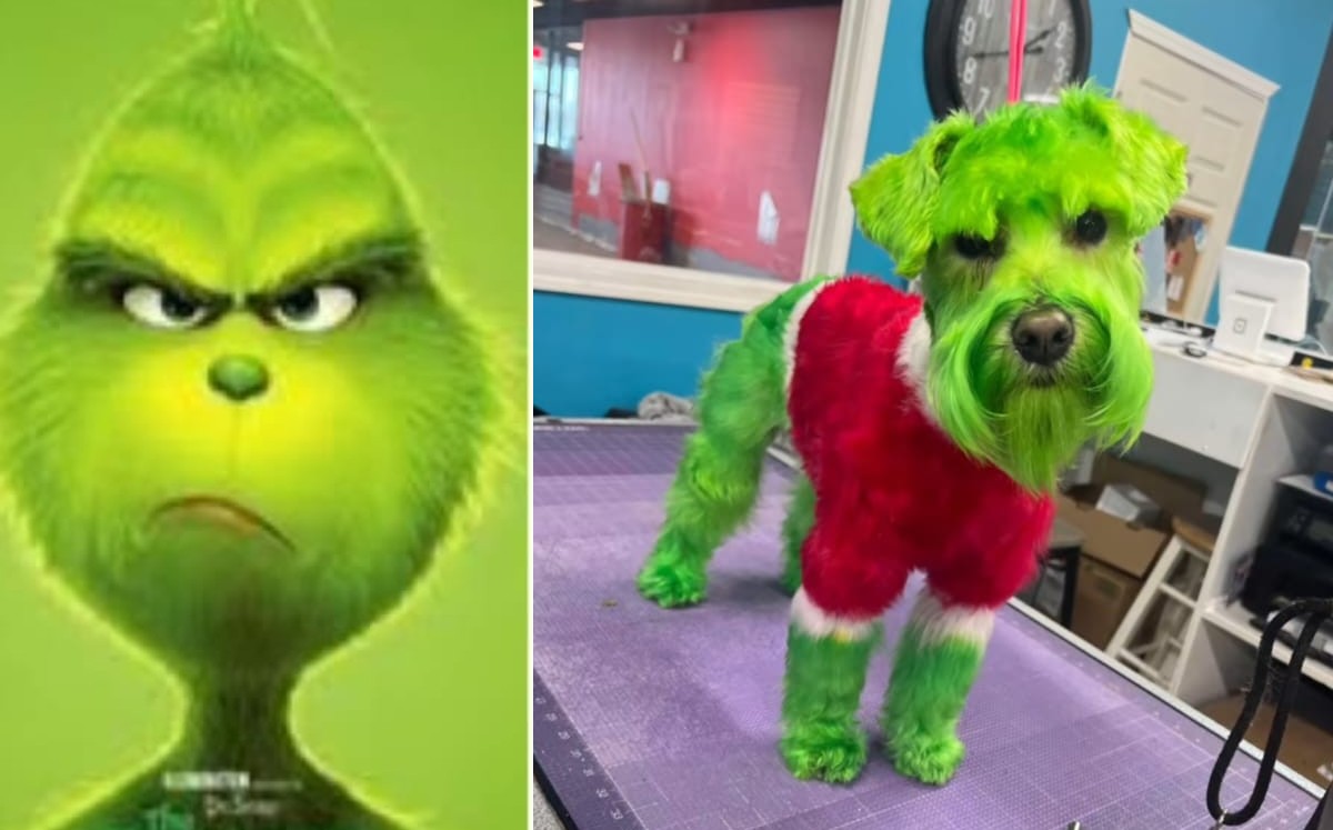 Joven pinta de verde a su mascota y lo apodan 'Perrito Grinch'