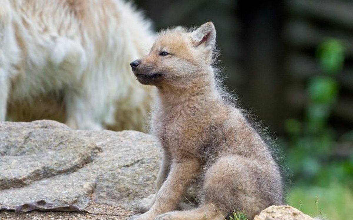 Logran clonar con éxito al lobo del ártico; nace Maya el primer clon