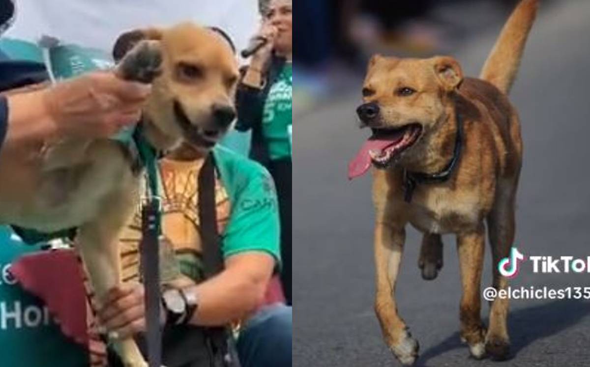 Chicles, perrito corredor más famoso de México ganó su primera carrera