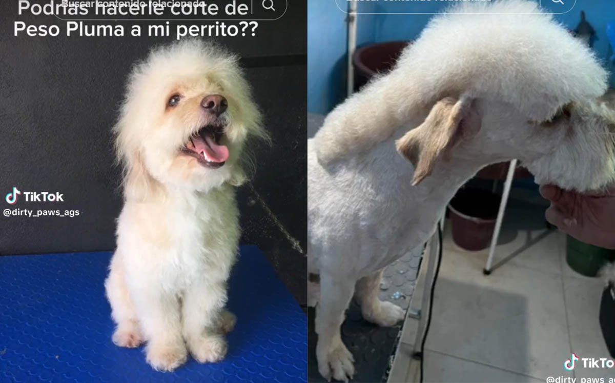 Cliente pide corte de Peso Pluma para su lomito en estética canina
