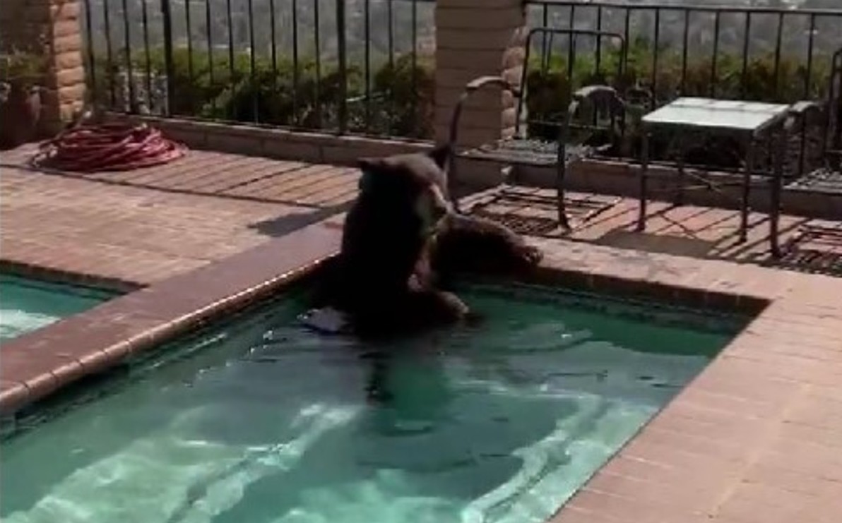 Captan a Oso bañándose en jacuzzi de una casa y se hace viral. VIDEO