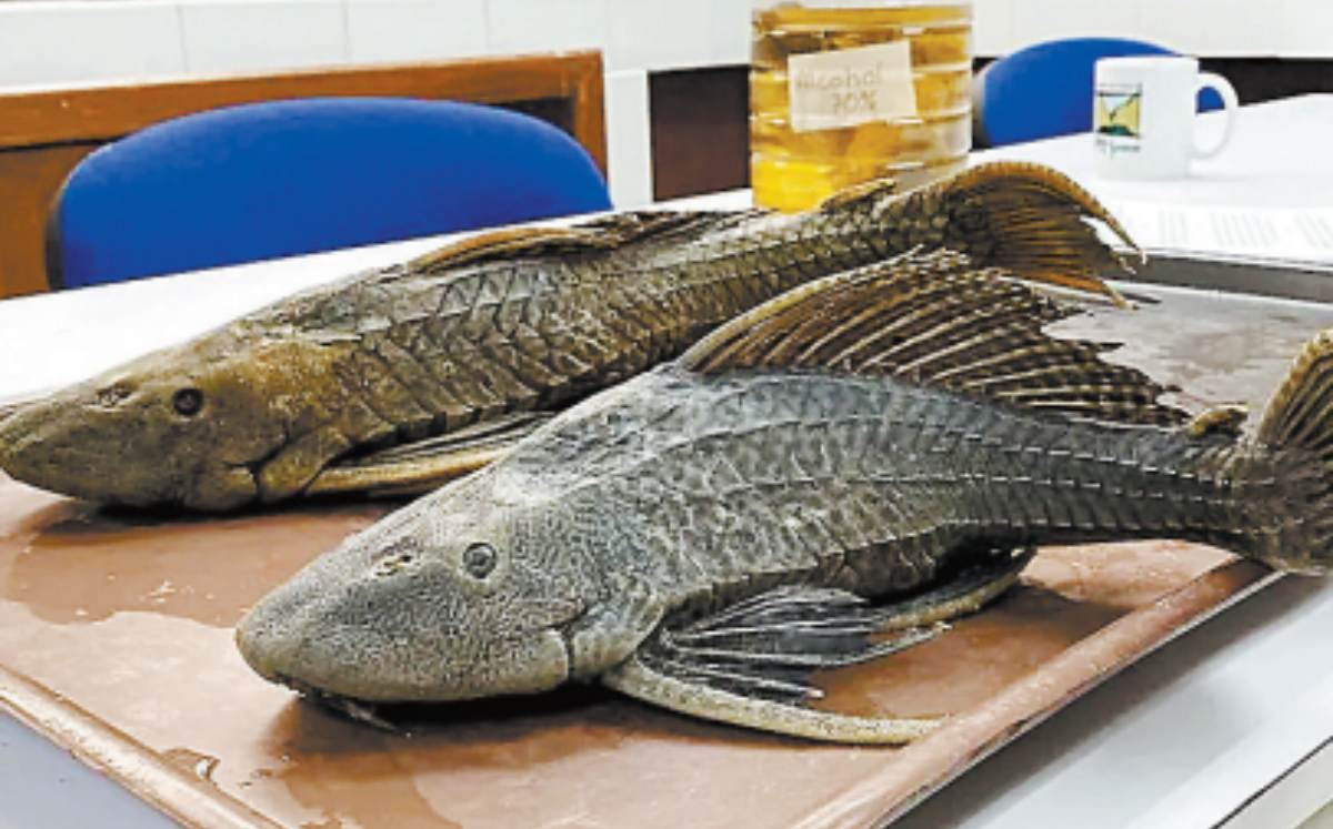 Pez diablo: ¿Por qué alarma su presencia en México?