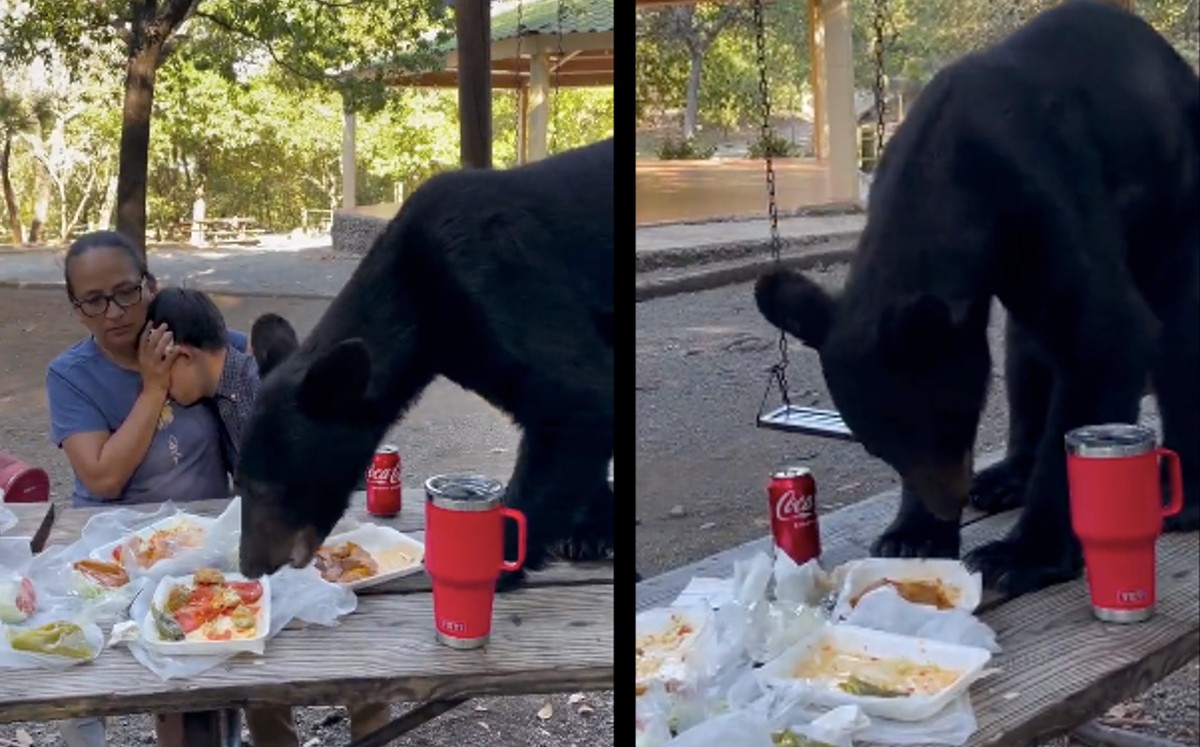 ¡Se come sus tacos y enchiladas! Oso sorprende a familia en Nuevo León