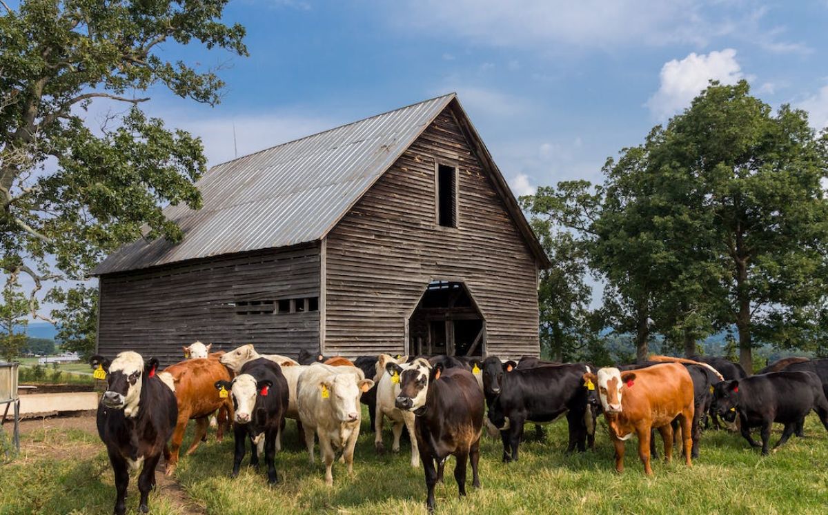 Vacante de 41 mil pesos para mexicanos en EE. UU. en granja
