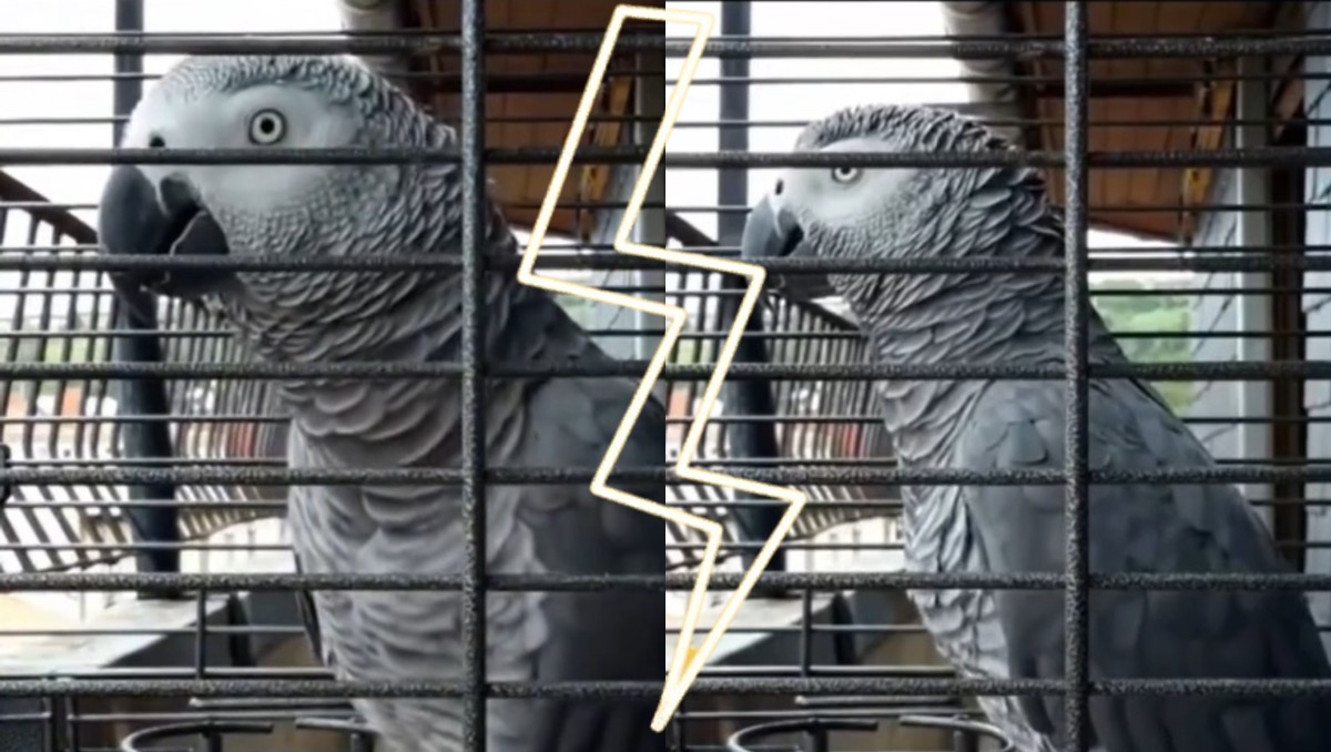 Loro se asusta con rayo y su reacción se hace viral: VIDEO
