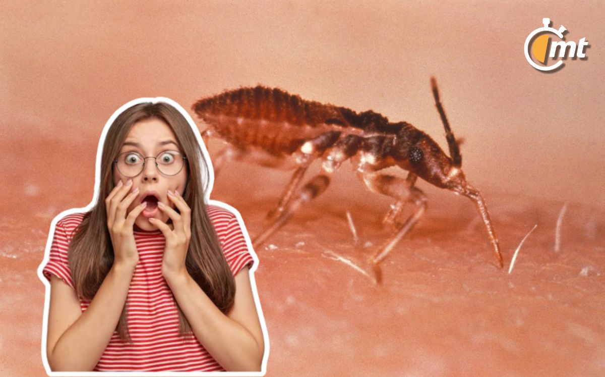 ¿Ya conoces la enfermedad que se transmite por la Chinche Picuda?