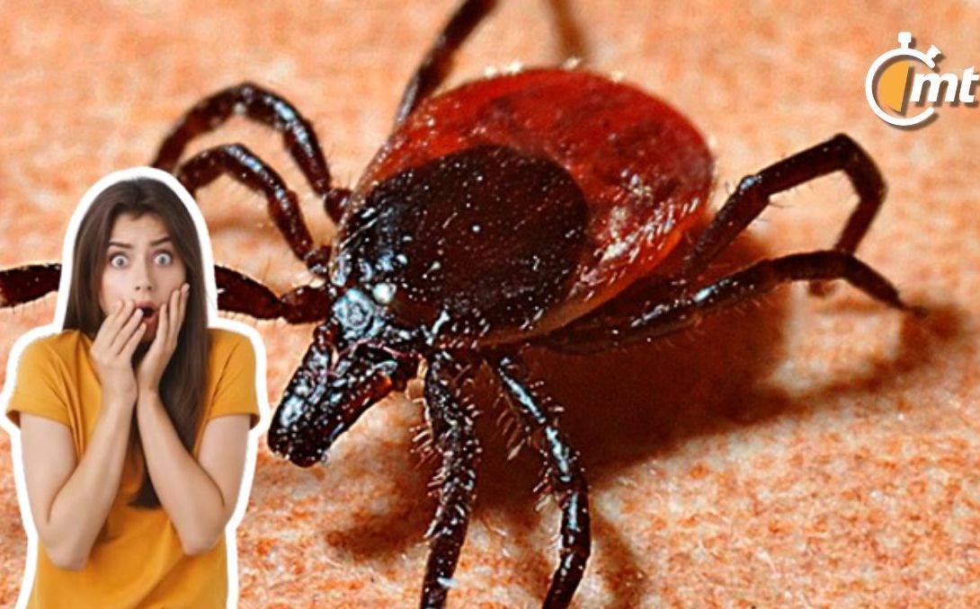 Nido De Garrapatas Para Pinterest