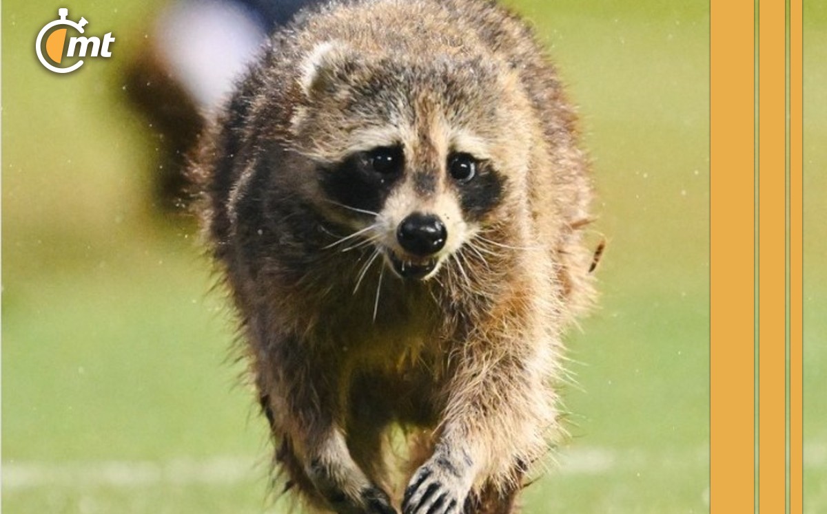 Así fue como un mapache entró al campo del Philadelphia Union