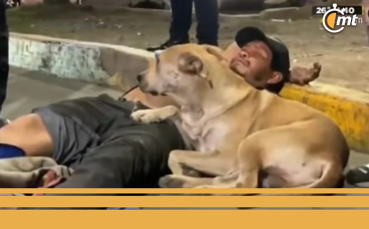 Perrito se hace viral por acompañar a su dueño tras accidente. VIDEO