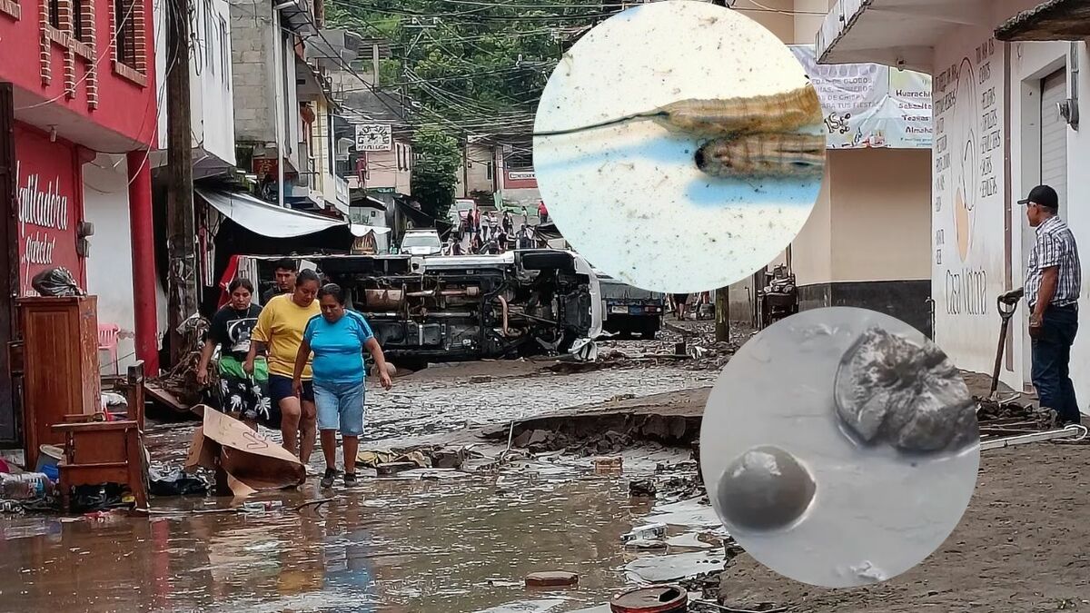 ¿Qué es el gusano 'cola de rata' y dónde se originan?